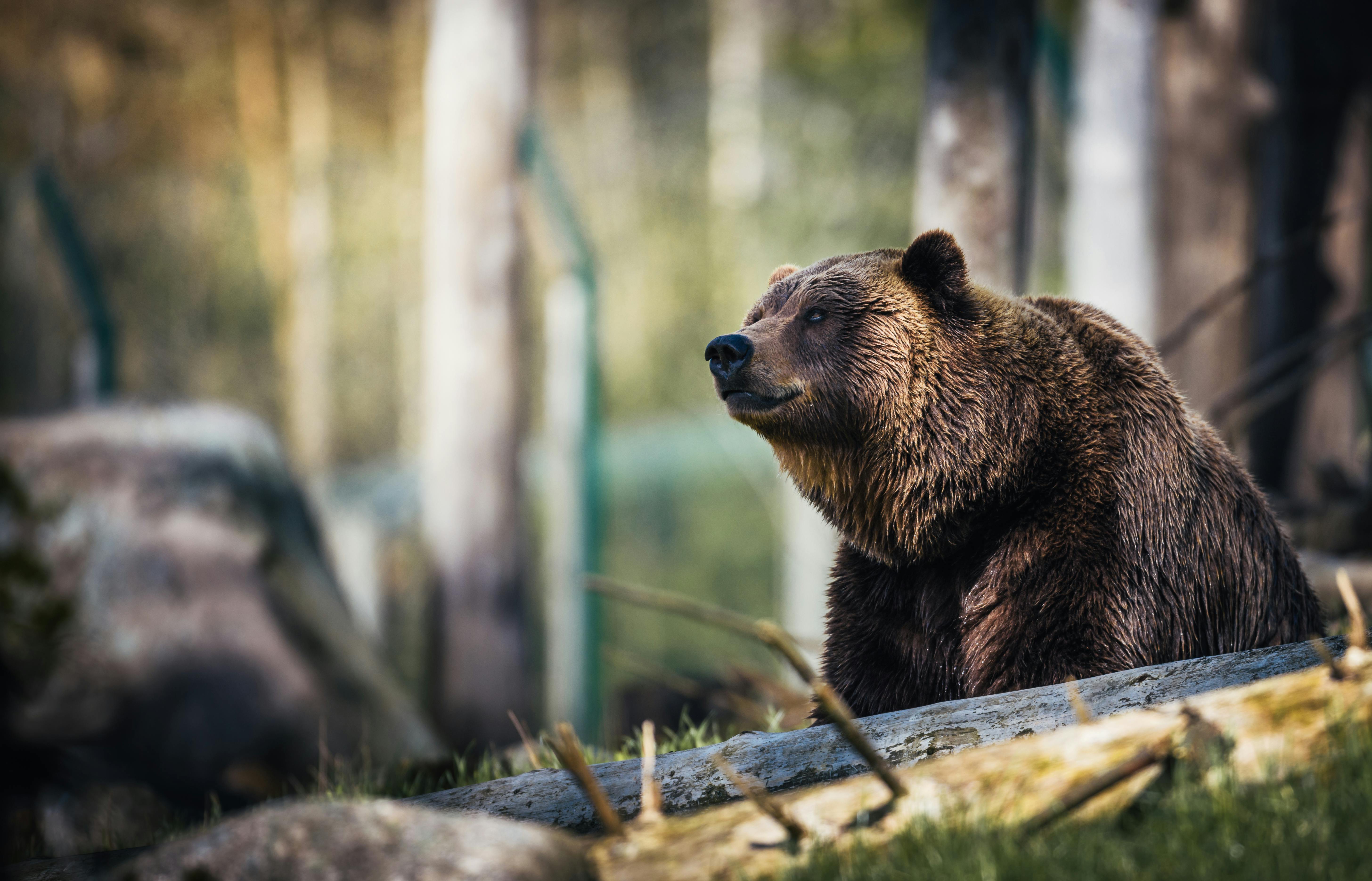 Top 3 Colossal Grizzly Bears in History: Sizes That Amaze