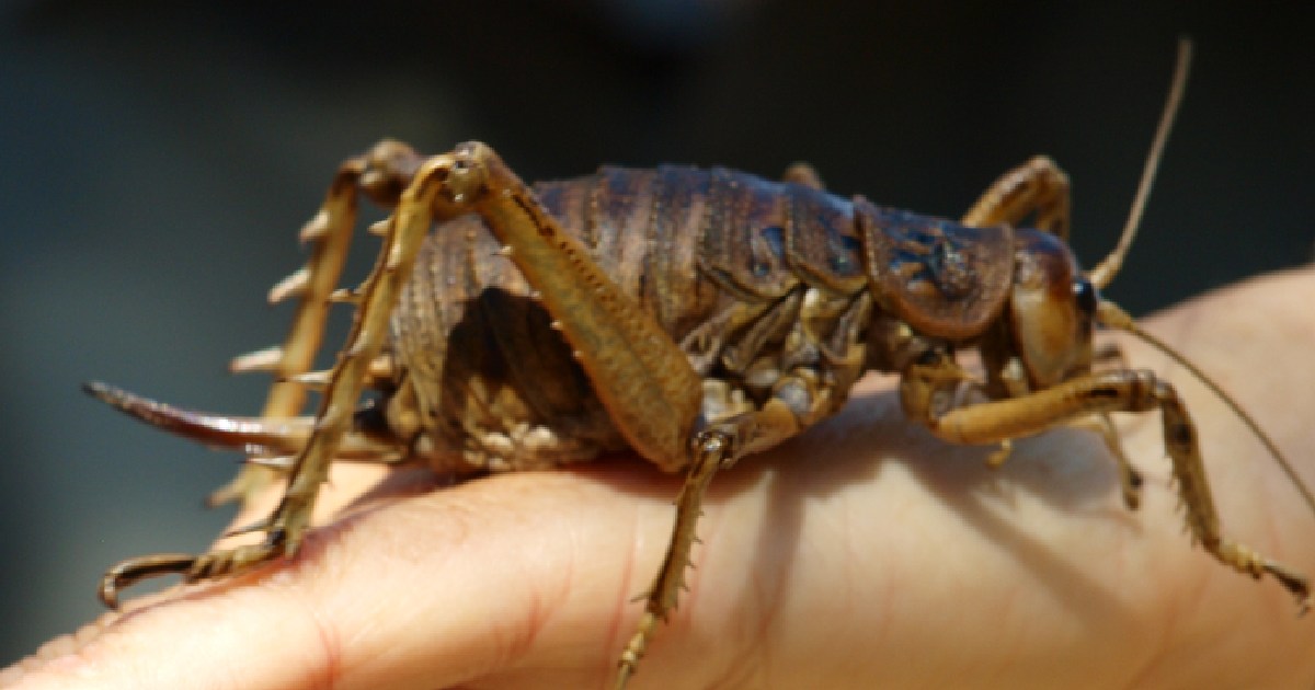 Top 10 Largest Insects in the World : Insect Kingdom Giants