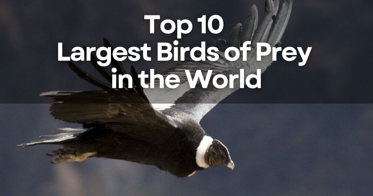 Largest Bird Of Prey In The World